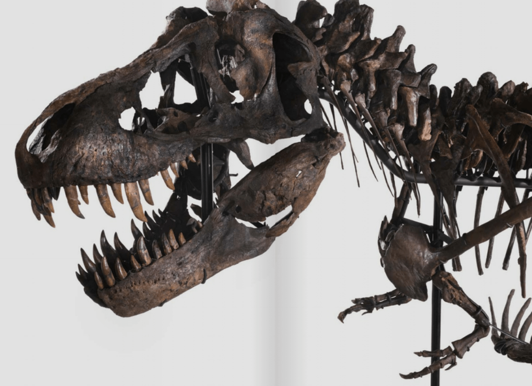 » 67 milyon yıllık dinozor kemikleri 6.2 milyon dolara satıldı