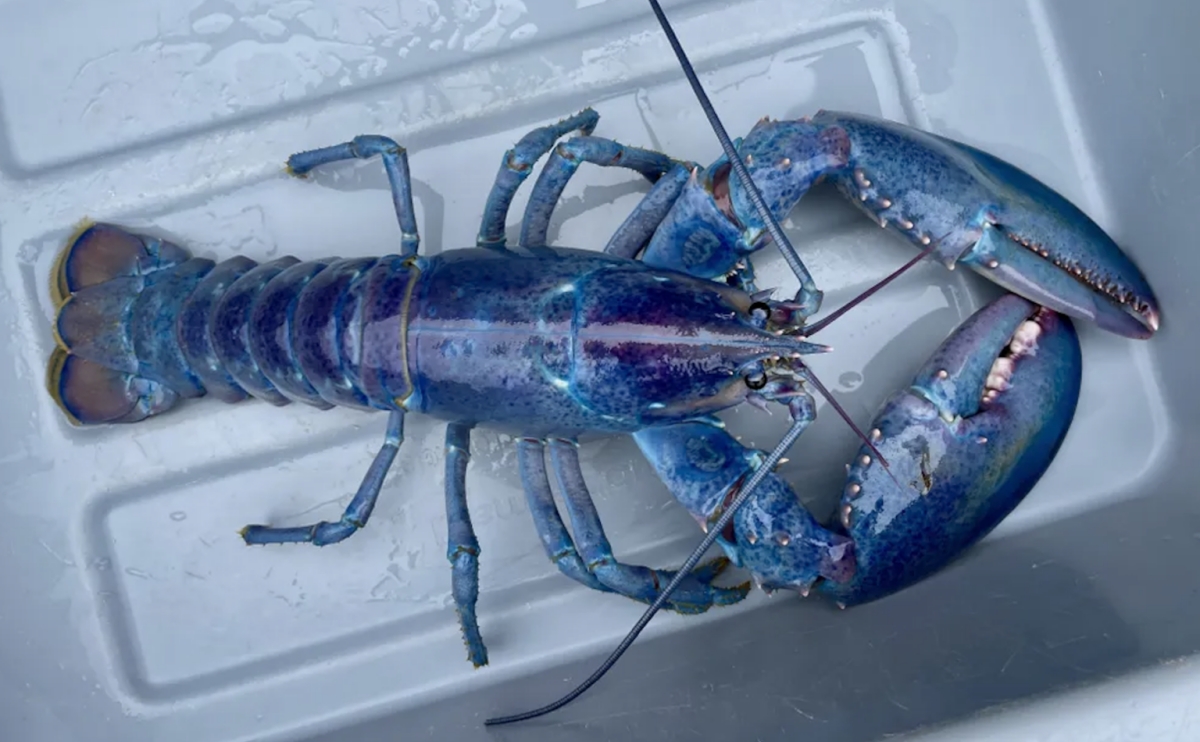 » Tanıştıralım, 100 milyonda bir rastlanan ‘pamuk şeker’ ıstakozu