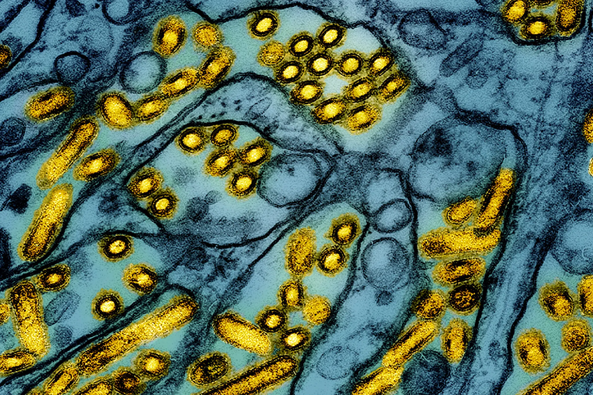 » Aman dikkat: Kuş gribi giderek insana yaklaşıyor